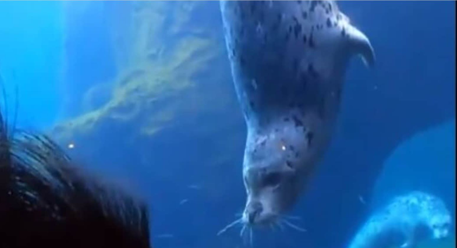 A drowned seal after a heavy meal grabs the world's attention (video ...