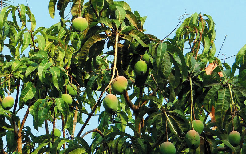 «البيئة» تعالج 54 ألف شجرة مانجو «متدهورة»